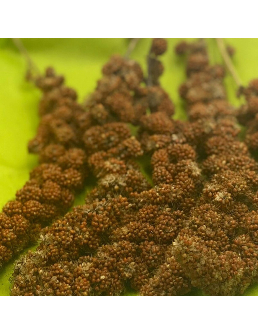 Natural Red Millet Spray Small Animals Birds