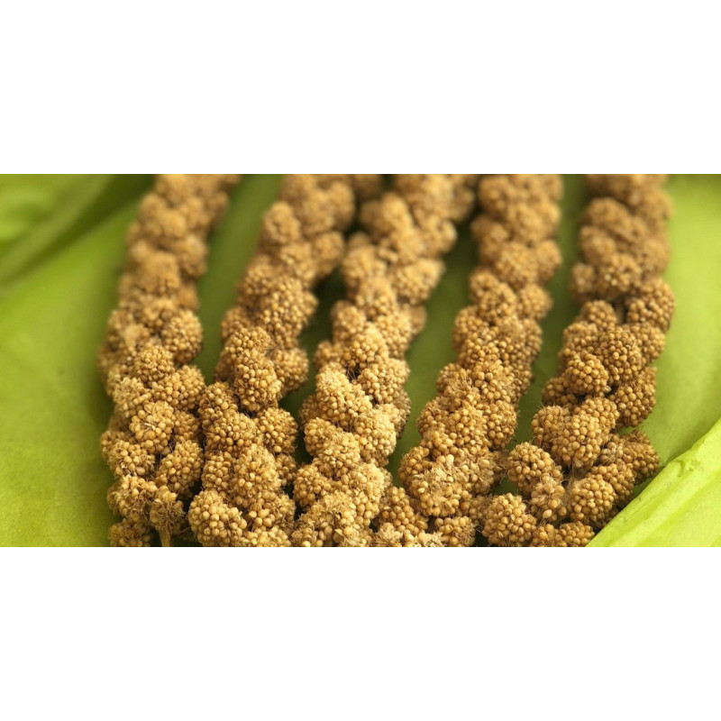 Yellow Millet Sprays