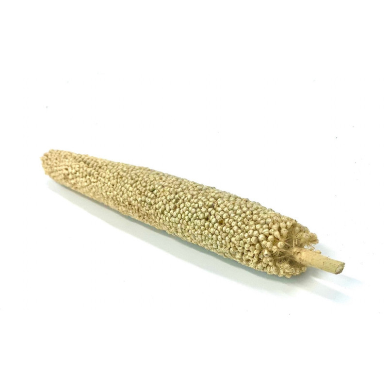 Pearl Millet Spray