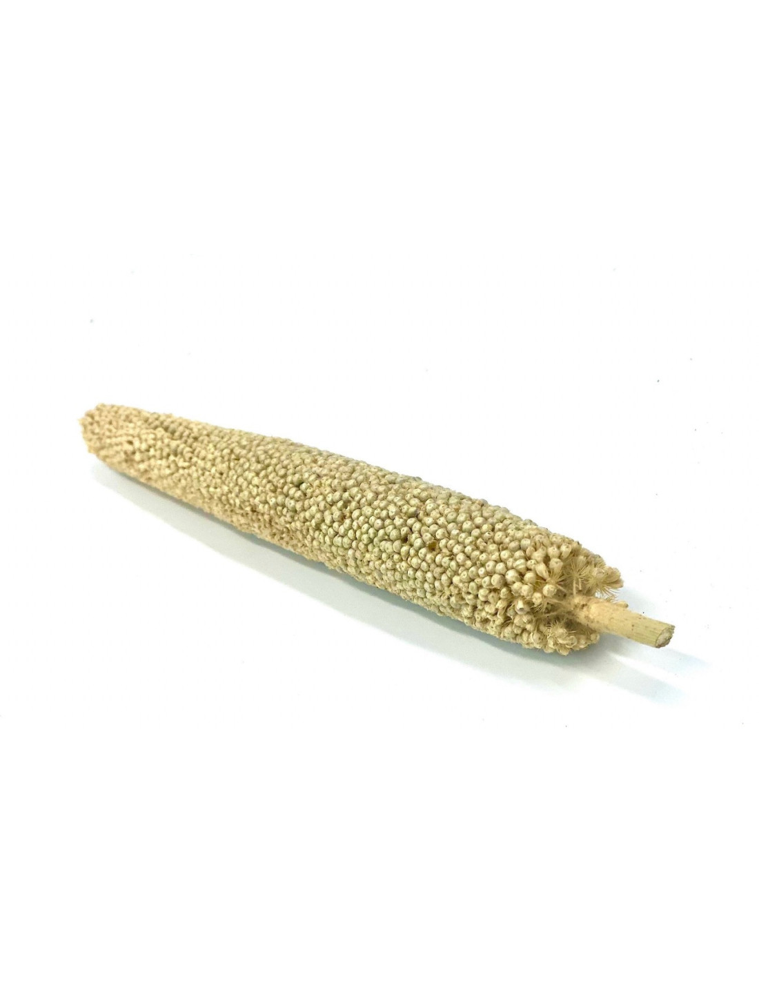 Pearl Millet Spray
