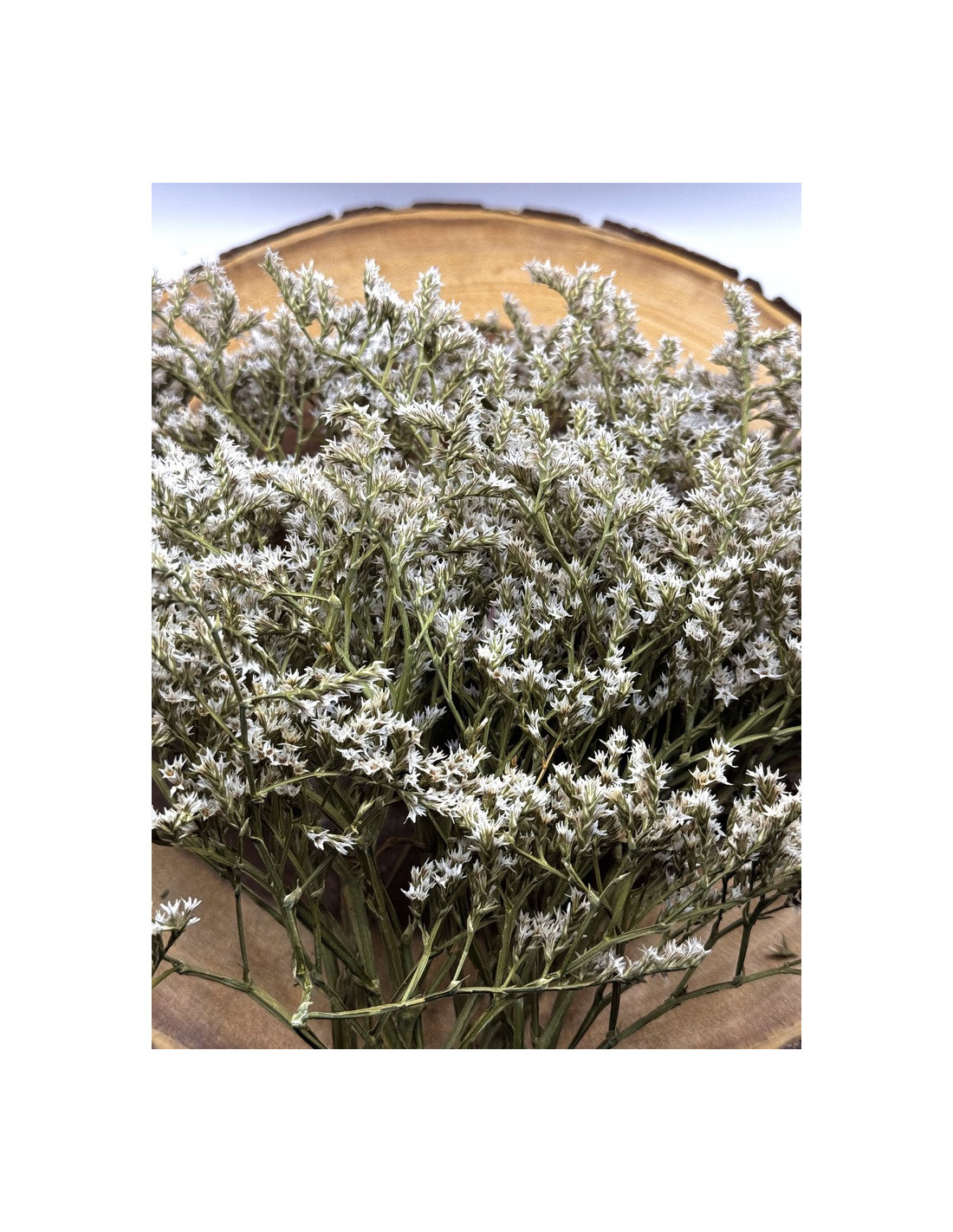German Statice Flower Forage For Small Animals
