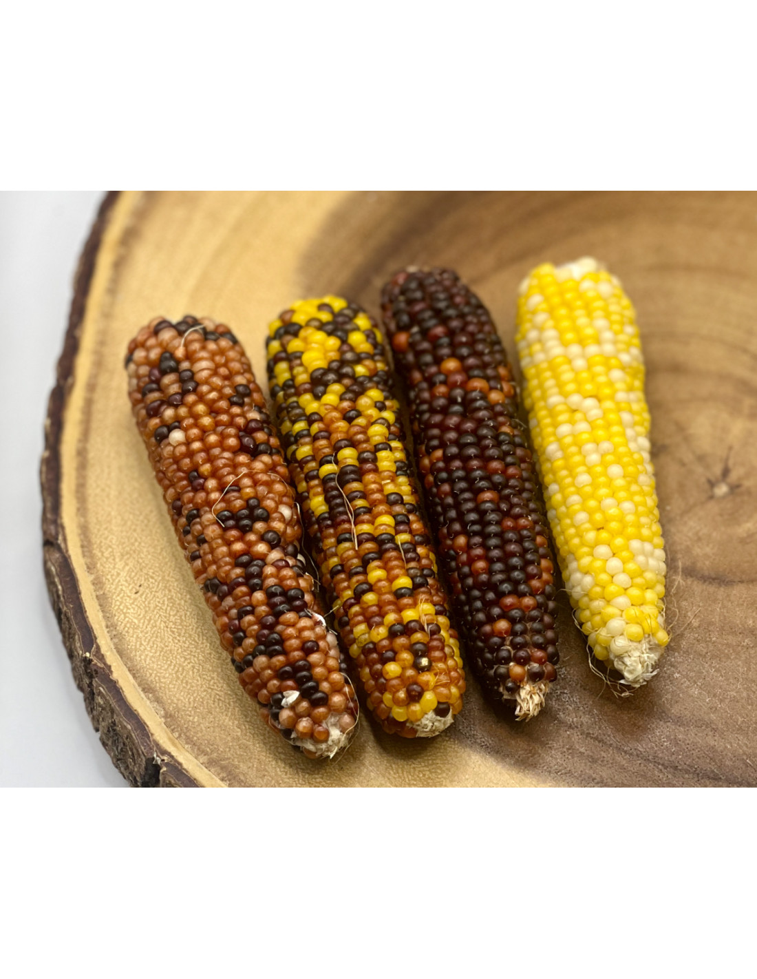 Small Dried Corn Cobs