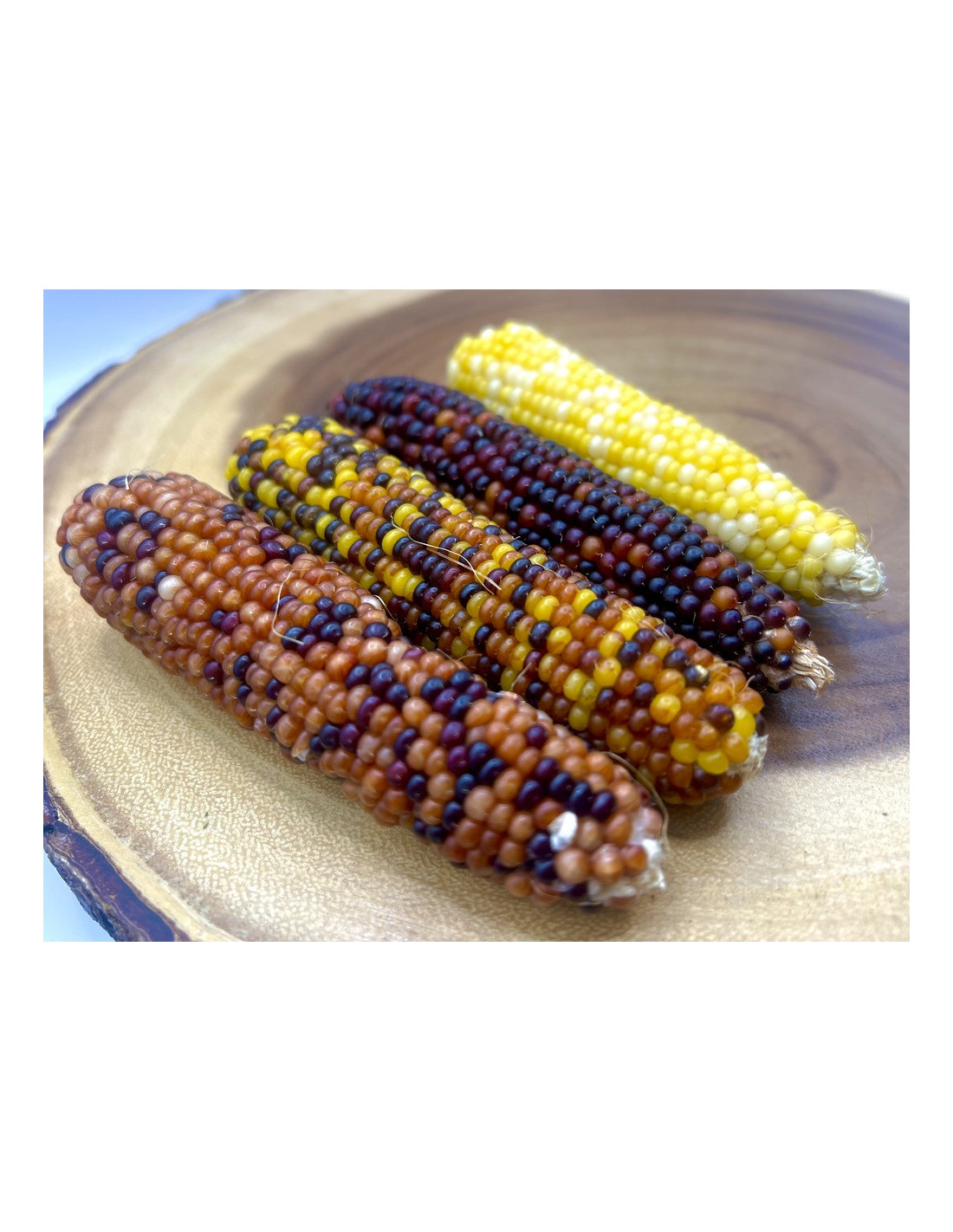 Small Dried Corn Cobs